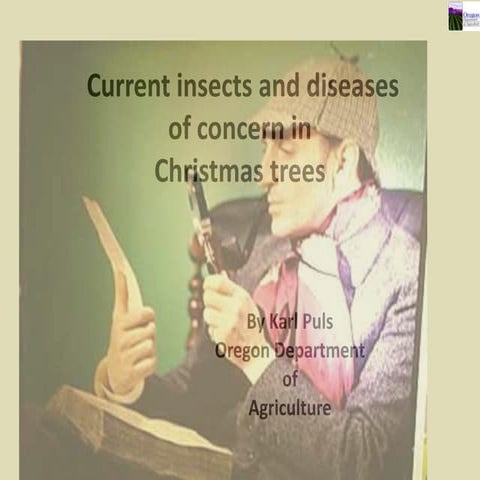 Christmas tree pests 2013 | PPTX