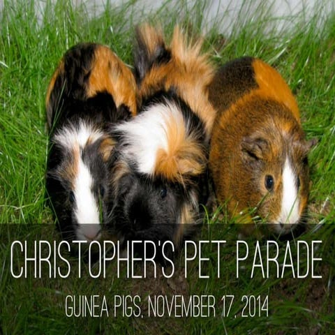 Christopher's Pet Parade | PPTX | Dogs | Pets