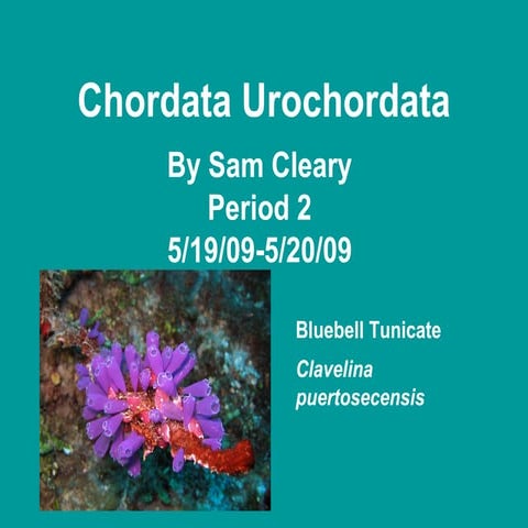 Tunicate | PPT