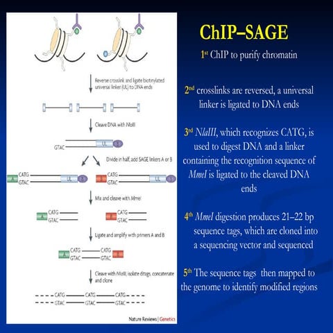 Chromatin | PPT