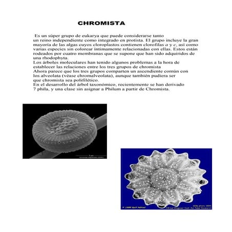 Chromista | DOC