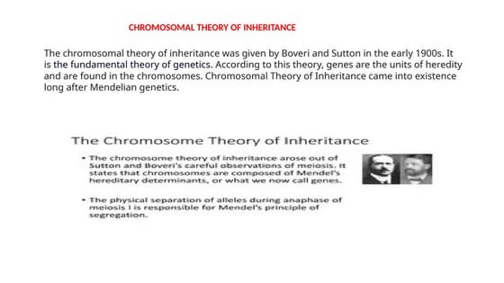 Chromosomal theory of inheritance | PPT | Genetics | Science