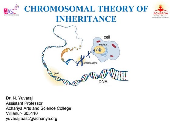Sex Determination Chromosomal Theory Of Sex Determination Ppt