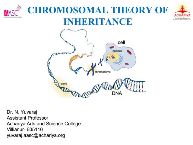 Chromosome Theory Of Inheritance Pptx