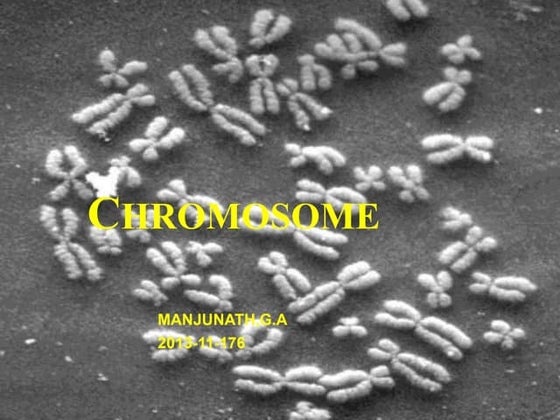 Chromosome Structure & Function | PPTX | Genetics | Science