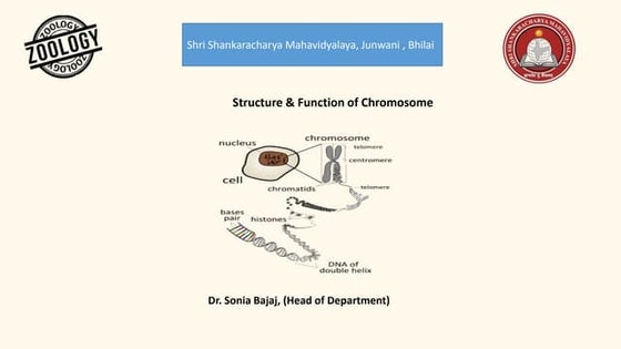 Chromosome Structure & Function | PPTX | Genetics | Science