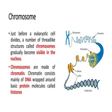 Chromosome.pptx