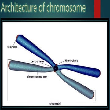 presentation on chromosome morphology and karyotype | PPTX