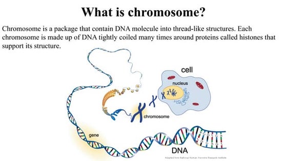 Chromosome Structure & Function | PPTX | Genetics | Science