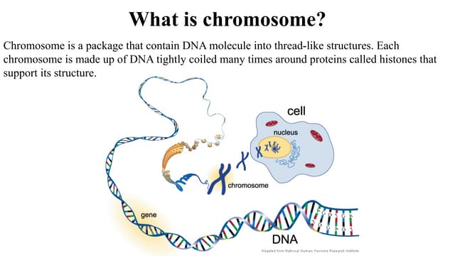 Chromosome Structure & Function | PPTX
