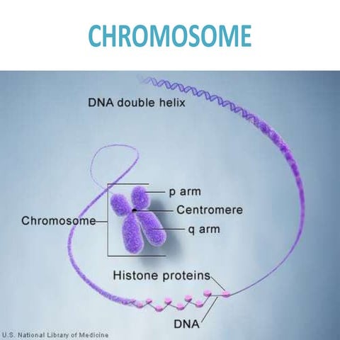 Chromosome Structure & Function | PPTX