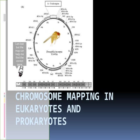 Chromosome mapping in eukaryotes and prokaryotes.pptx
