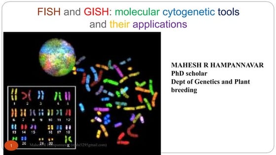 Genomic in situ Hybridization | PPTX | Genetics | Science