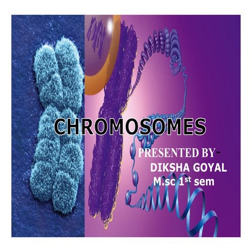 Glyoxysomes | PDF