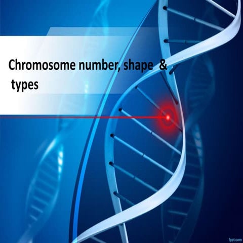 Chromosome ,shape and size ppt | PPTX