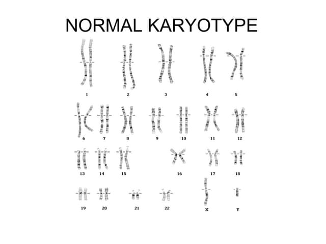 MEGA (Molecular Evolutionary Genetics Analysis) | PDF