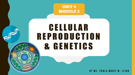 Meiosis grade 8 | PPT