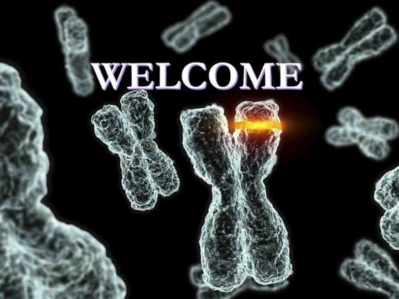 Chromosome Structure & Function | PPTX | Genetics | Science