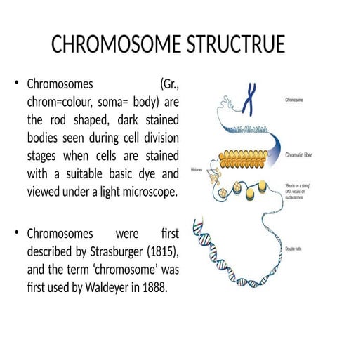 Structure of chromosome and its organization | PPTX