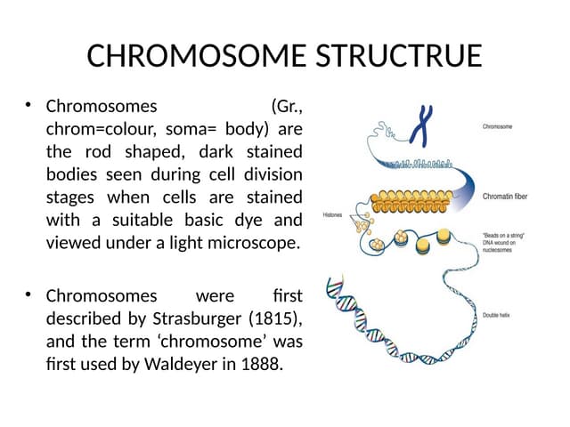 Morphology of Chromosomes | PPTX