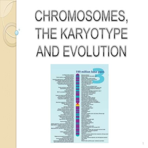 Chromsome, karyotype, and evolution | PPTX
