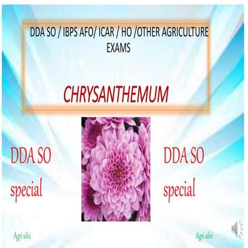 Chrysanthemum | PPTX
