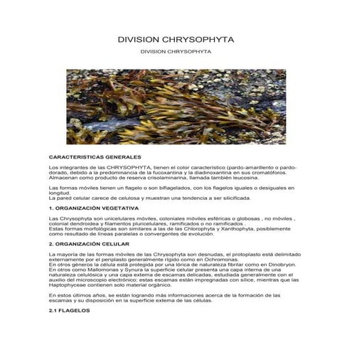 Chrysophyta by cj! | DOCX