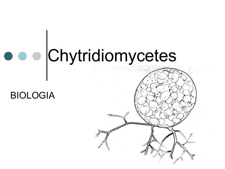 Chytridiomycetes - Alchetron, The Free Social Encyclopedia