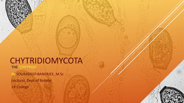 Allomyces classification,Introduction,Life Cycle.pdf