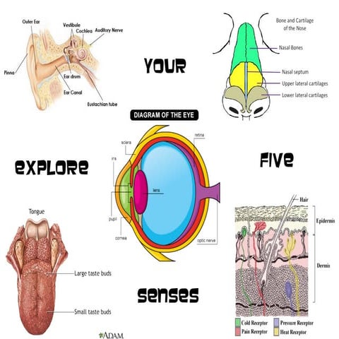 Ci 350 Five Senses Poster | PPT