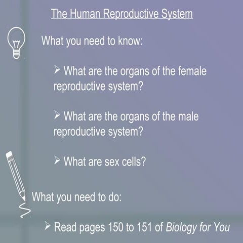 Reproductive System