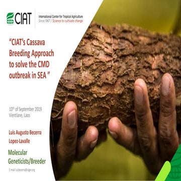 CIATs Cassava Breeding Approach to solve the CMD outbreak in SEA | PDF