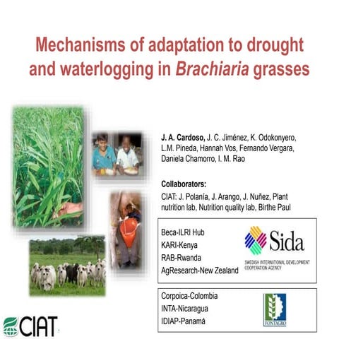 Mechanisms of adaptation to drought and waterlogging in Brachiaria ...