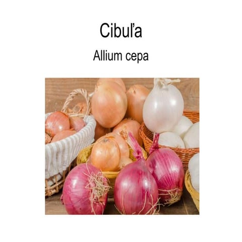 Cibula.ppt