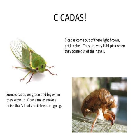 Cicadas | PPT