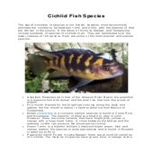 Cichlid fish species | DOCX