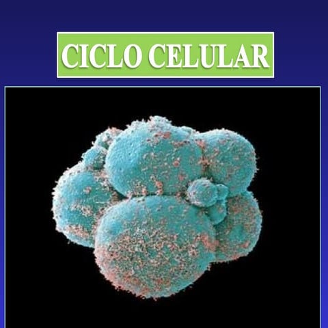 Ciclo celular | PDF