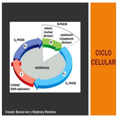 Ciclo celular | PPTX