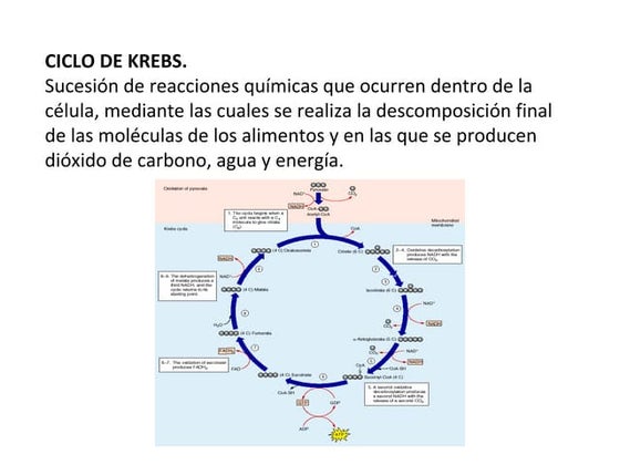 Presentación En Powerpoint Del Ciclo De Krebs Para Principiantes