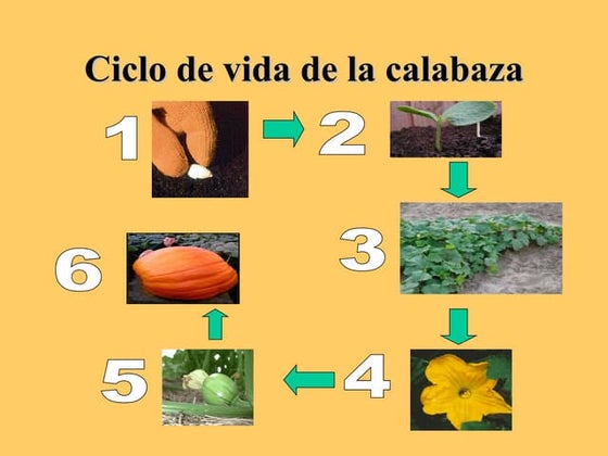 Ciclo de-calabaza | PPT | Agriculture | Industries