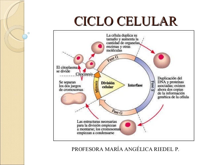Ciclo Celular M.Strempler Ciclo celular, Biología avanzada, Enseñanza ...