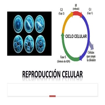 Ciclo celular (1) | PPTX