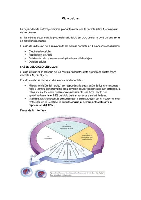 EL_CICLO_CELULAR_ppt.pptxCCCCCCCCCCCCCCC | PPT