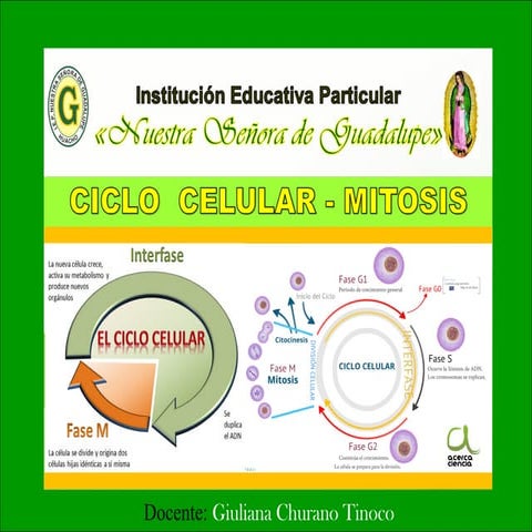 Hoja De Trabajo Sobre El Ciclo Celular Y La Mitosis El Ciclo Celular