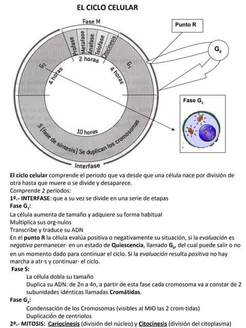 EL CICLO CELULAR : interfase y fase m.pptx | Biological Sciences | Science