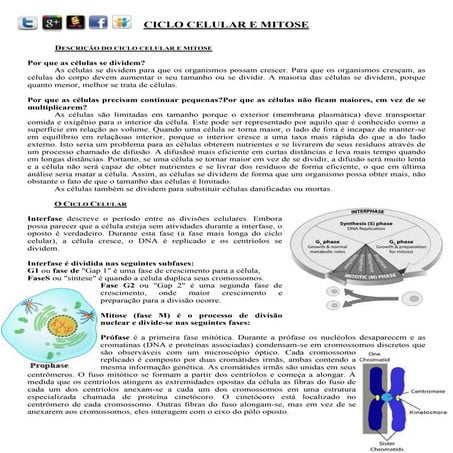 Resumo Ciclo celular e mitose | PDF