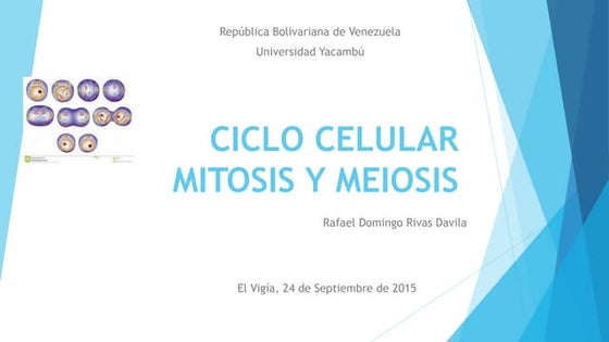 Hoja De Trabajo Sobre El Ciclo Celular: Clave De Respuestas