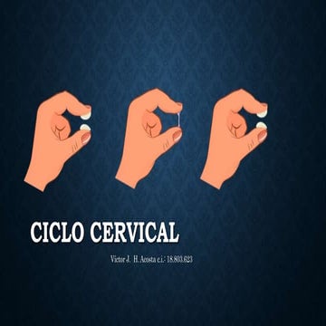 ciclo cervical.pptx