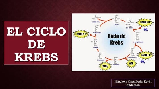 Ciclo De Krebs Ciclo De Krebs ¿Cómo Afecta A Nuestro Sistema