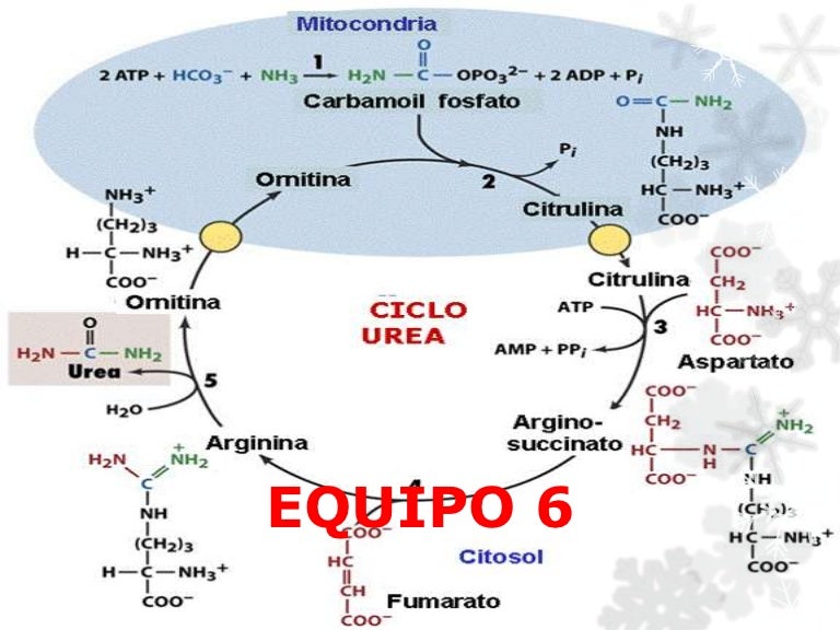Ciclo de la urea